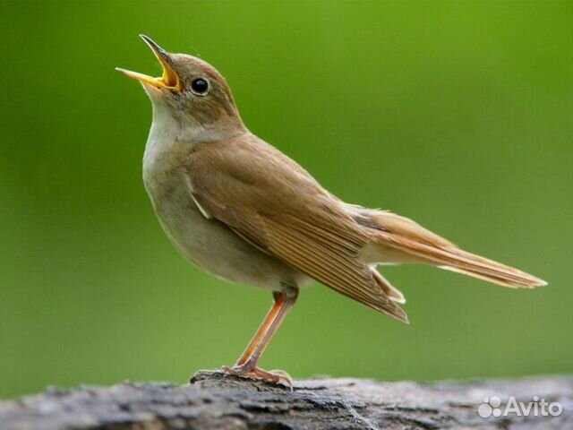 Зеленая пересмешка, соловей, варакушка, зарянка
