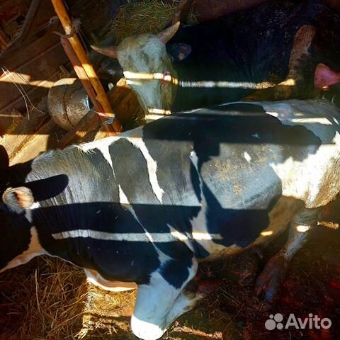 Быки и поросята