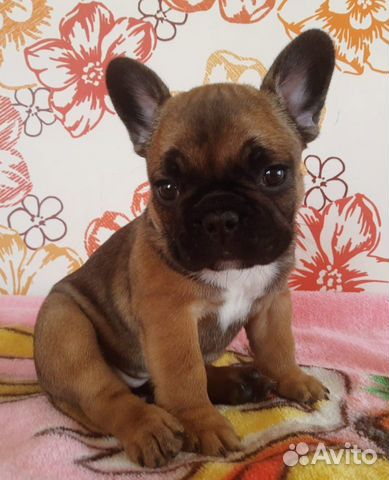 Щенок французского будьдога