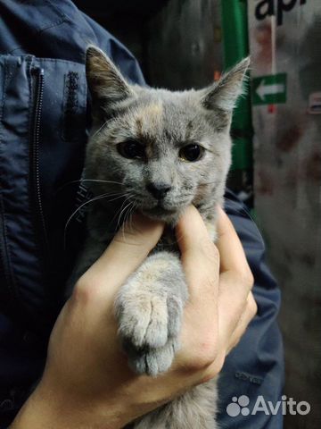 Котята в добрые руки (6 мес. )