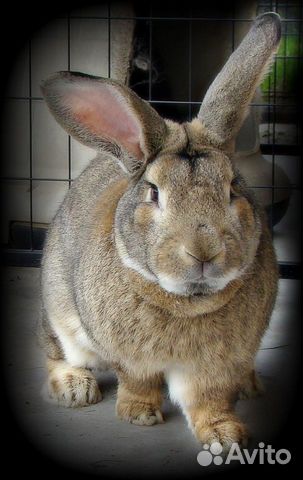 Продаются кролики на развод и мясо