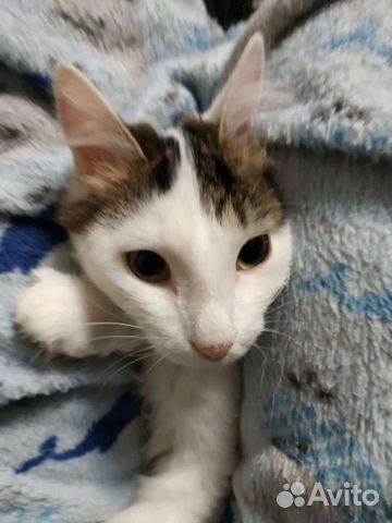 Котёнок Базилио