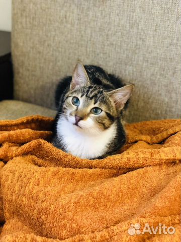 Котенок в добрые руки