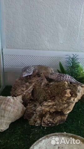 Геккон эублефар