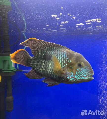 Рыба: Бирюзовая акара самка