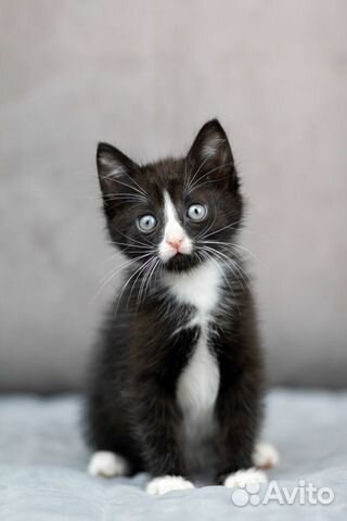 Черно-белый котенок
