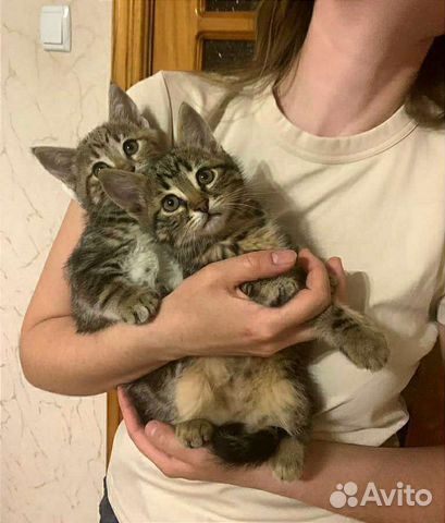Котята ищут самый лучший дом