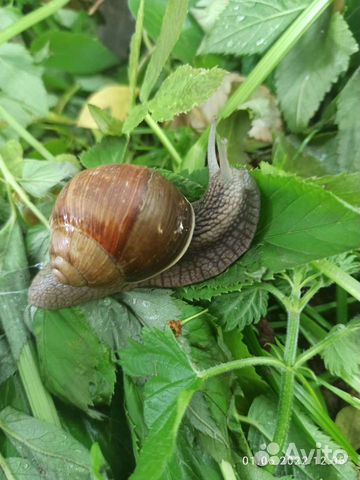 Улитка виноградная