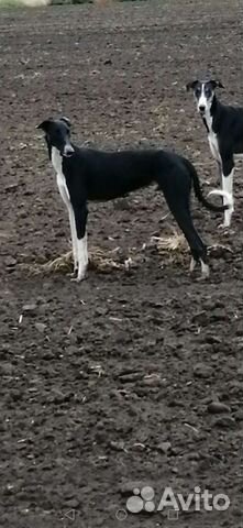 Хортая борзая