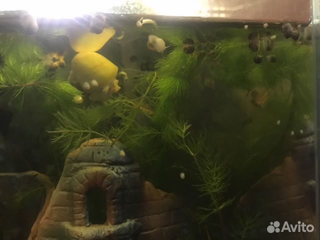 Улитка амплурия