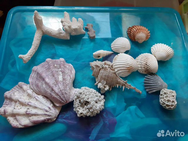 Кораллы и ракушки