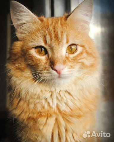 Рыжий котик в добрые руки