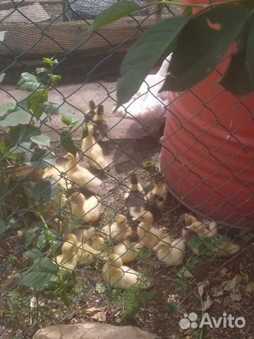 Индоутята, кролики, индоутки