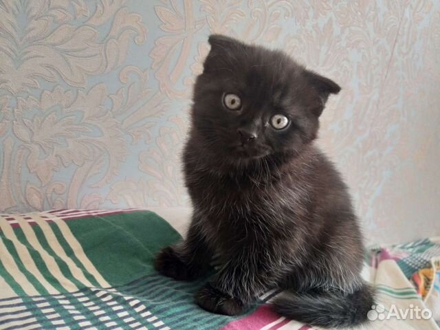 Котята в добрые руки бесплатно