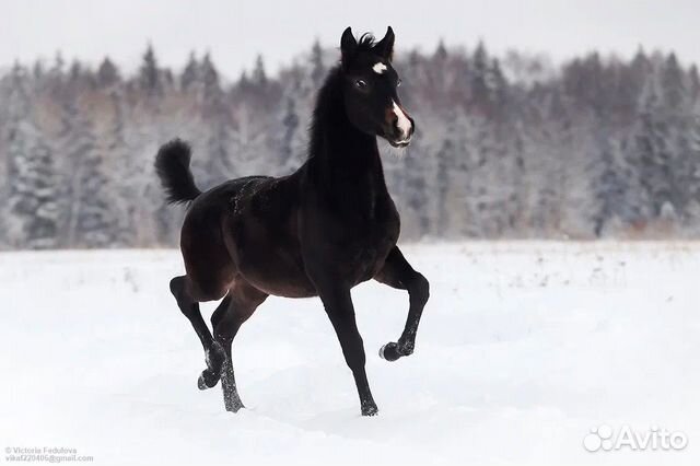 Жеребчик прямой египедской линии