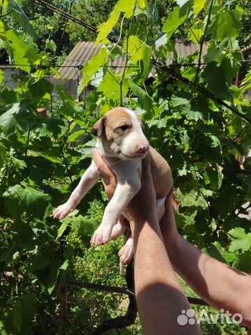 Щенки Хортой Борзой, охотничья порода