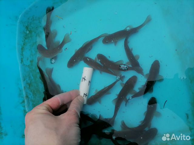 Живая рыба линь для пруда