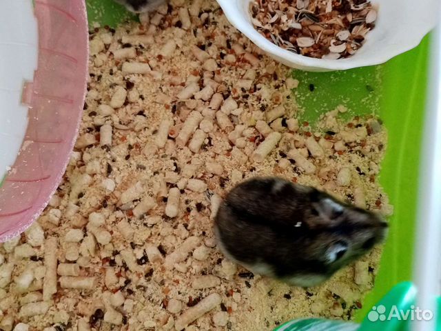 Джунгарский хомяк бесплатно