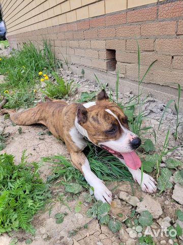 Стаффордширский терьер кобель на вязку