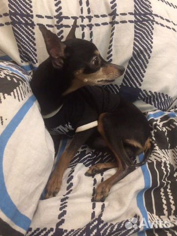 Пражский крысарик