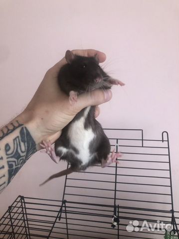 Крысы вместе с клеткой