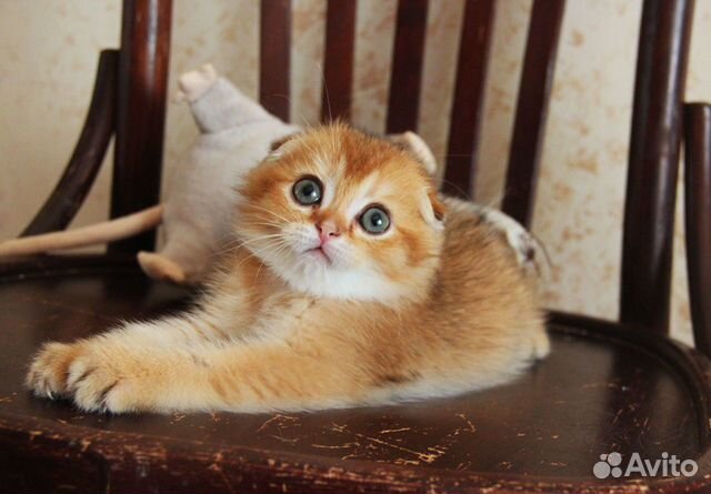 Винни - золотой скоттиш фолд котик