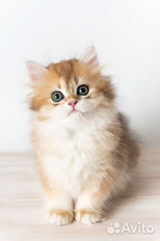 Британская золотая шиншилла ny 12, Папа ay 12