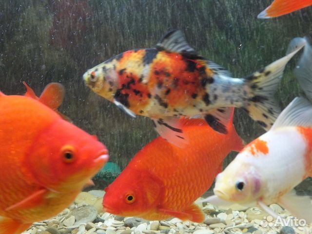 Декоративные караси и каметы