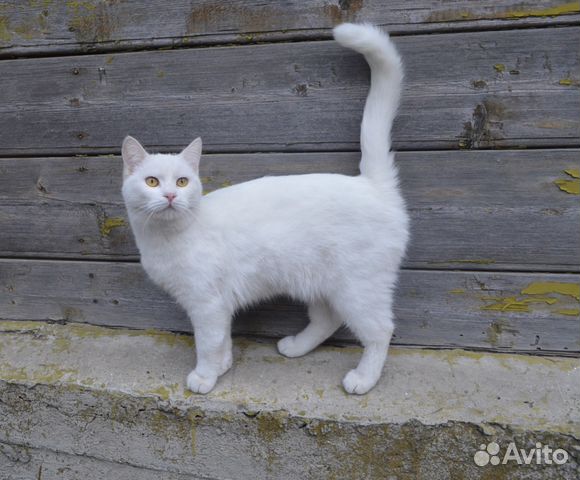 Миланья, белая кошка, крупная