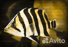 Окунь тигровый