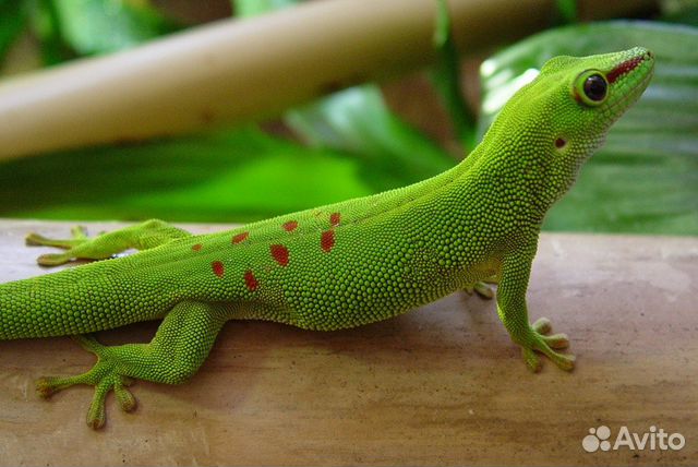 Продаются гекконы Фельзума грандис