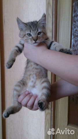 Котята Пиксибоб от питомника