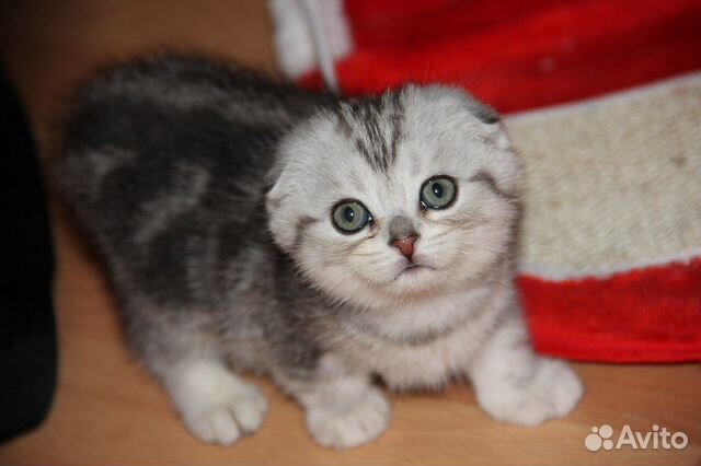 Красивый котик Никсон редкого окраса