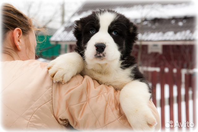 Очень крупный кобель азиат