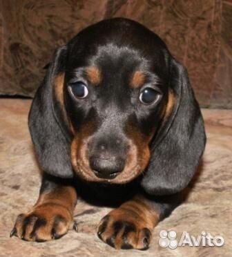 Актировка(оформление щенков) с выдачей клейма