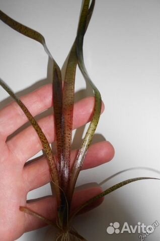 Валлиснерия "Тигровая" (Vallisneria Spiralis "Tige