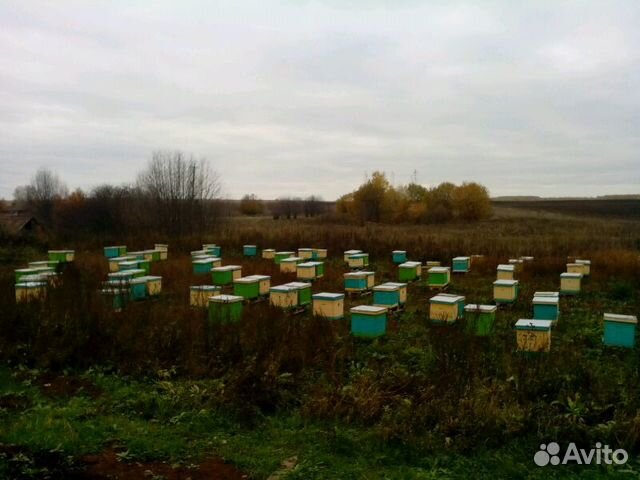 Пчелопакеты (пчелосемьи) среднерусской породы