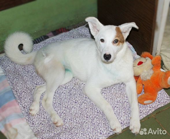 Очаровательная Белочка