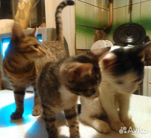 Очень хорошие котята в добрые руки