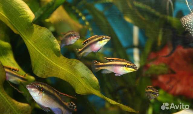 Взрослые рыбы Пельвикахромиса пульхера 3.5 - 4 см