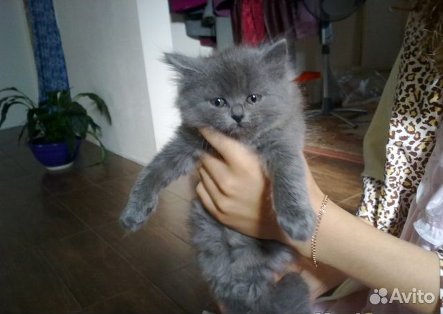 Сибирские котята серо-голубого цвета