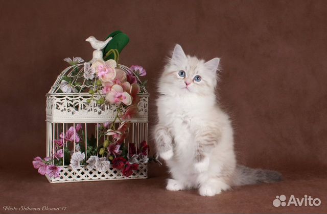 Котята с глазами цвета неба