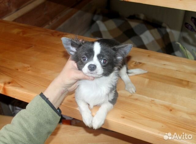 Кот в сапогах -чихуа породный красавец