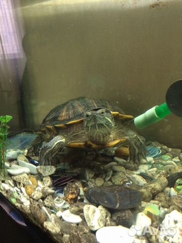 Черепаха