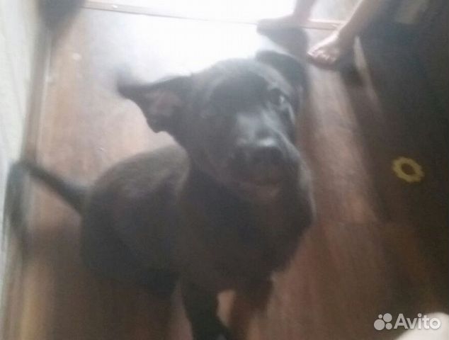 Роскошный щенок Чарли - мальчик в поисках дома