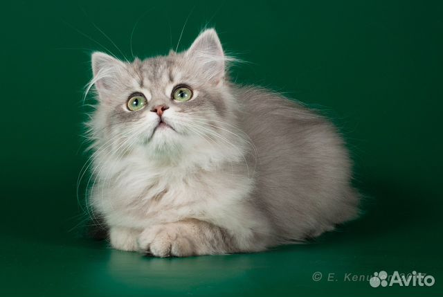 Зеленоглазая красотка - голубое золото