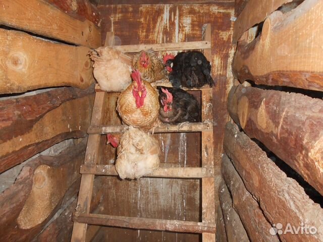 Куры-несушки и молодки