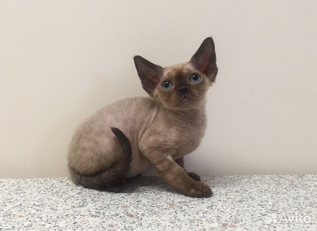 Кошечка Элена