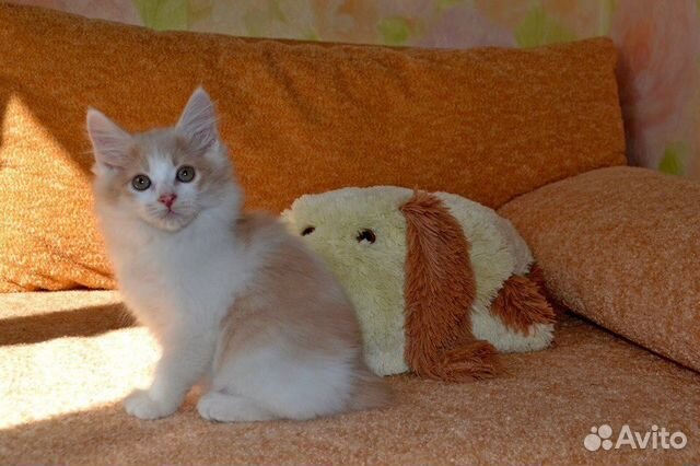 Перспективные котята