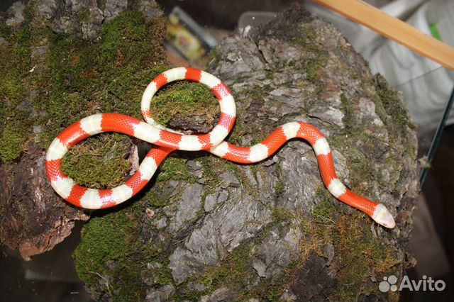 Молочные королевские змеи в ассортименте (фото)